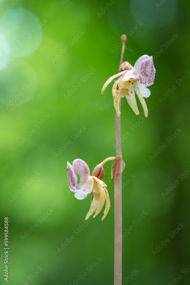 Beautiful very rare and endangered orchid the ghost orchid (Epipogium ...