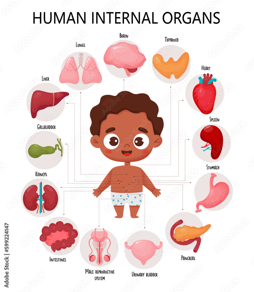 Image vectorielle Stock Anatomy human body. Infographic with cute black ...
