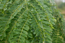 River Tamarind Plant Free Stock Photo - Public Domain Pictures
