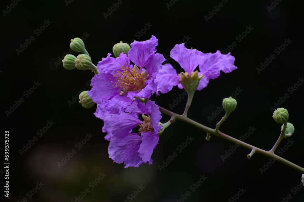 Pride of India. Also known as Giant Crape Myrtle, Queen Crape Myrtle ...