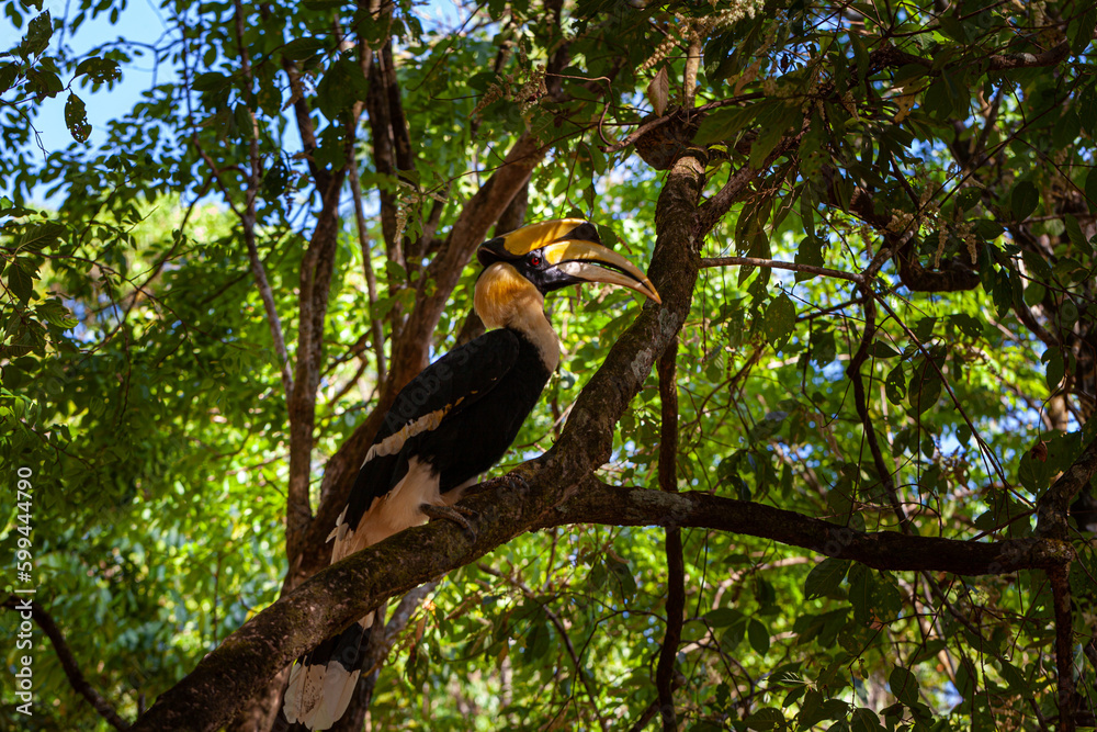Hornbills are large, endangered, fruit-eating birds found across Asian ...