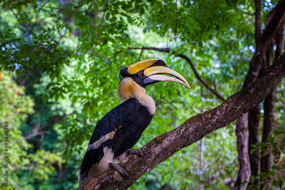 Hornbills are large, endangered, fruit-eating birds found across Asian ...