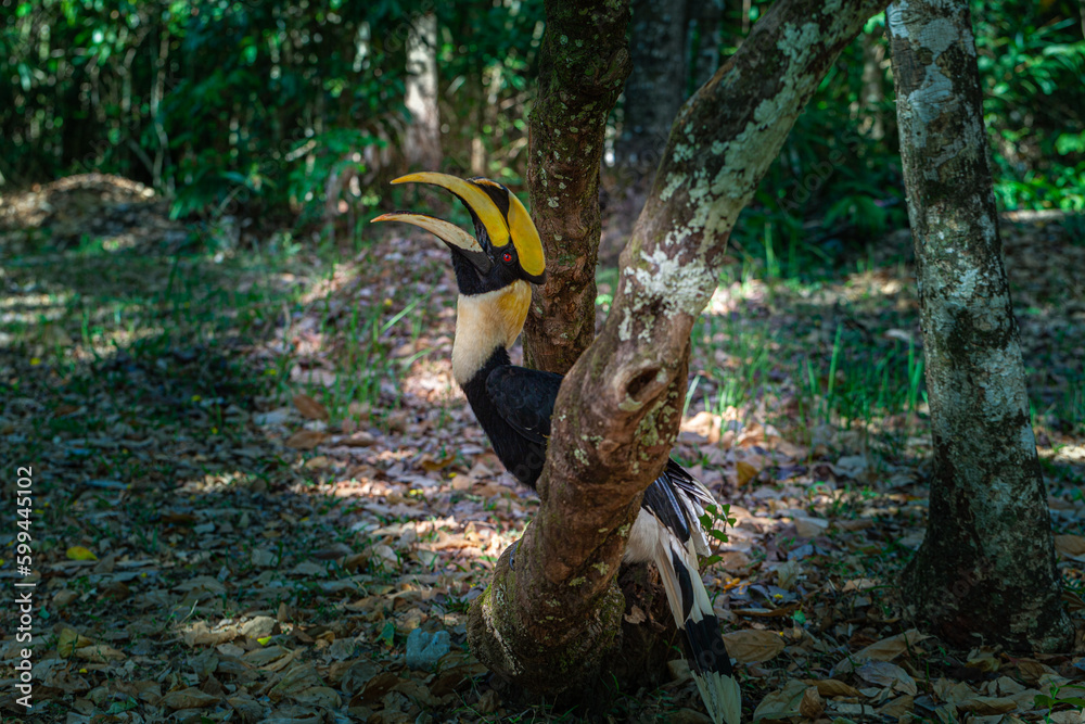 Hornbills are large, endangered, fruit-eating birds found across Asian ...