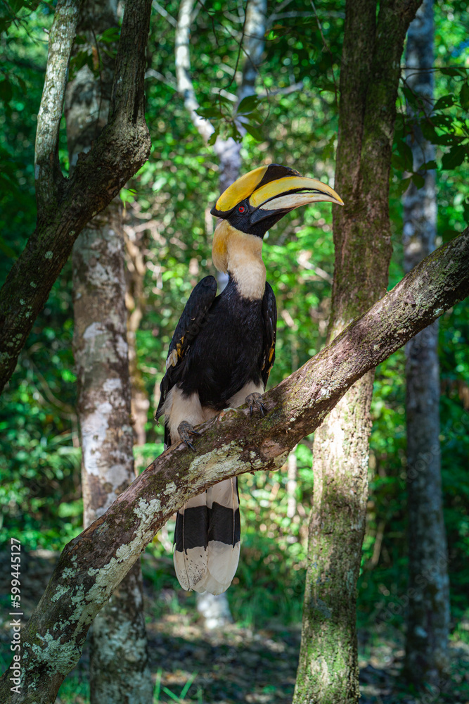 Hornbills are large, endangered, fruit-eating birds found across Asian ...