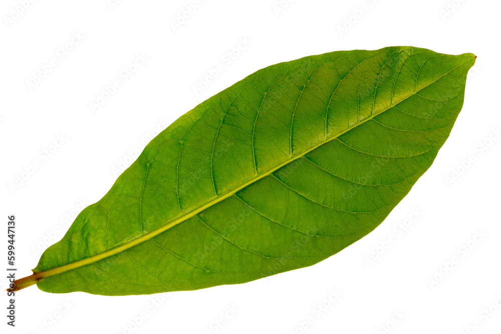 Top view of country indian almond (Terminalia catappa) leaves, green ...