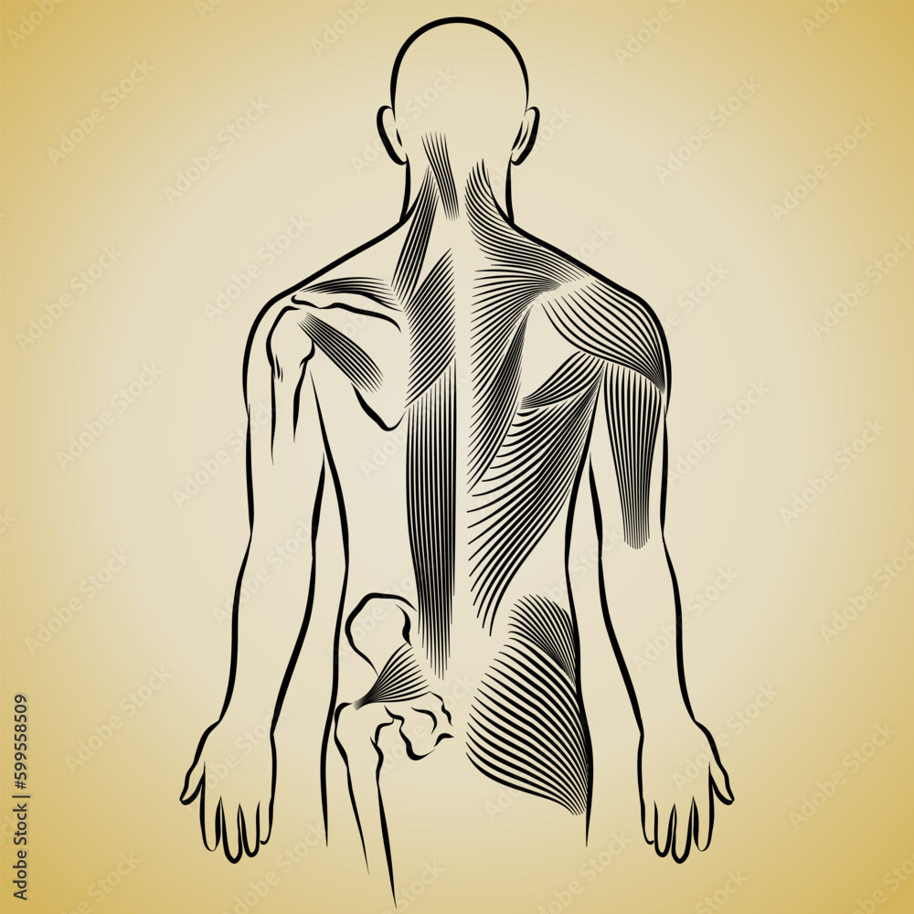 Core muscle anatomy physical back muscular system vector illustration ...