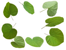 Redbud Tree Blooms Close-up Free Stock Photo - Public Domain Pictures