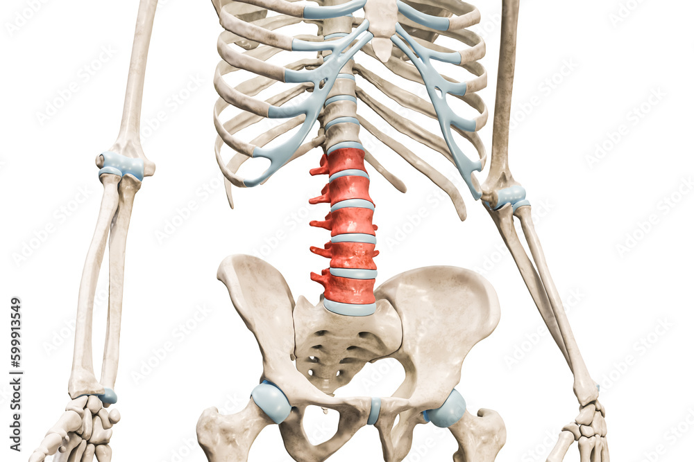 Skeletal System Lumbar Vertebrae