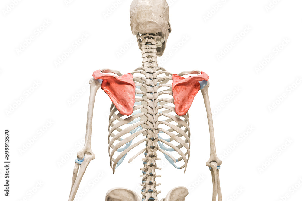 Scapula or shoulder blade bones in red color 3D rendering illustration ...