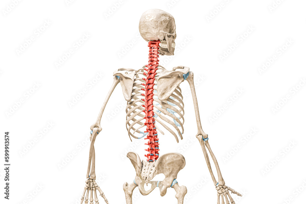 Vertebrae of the spine in red color back view 3D rendering illustration ...