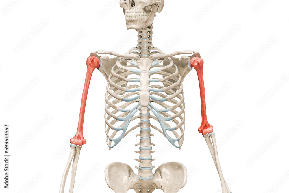 Humerus arm bone in red color 3D rendering illustration isolated on white with copy space. Human ...