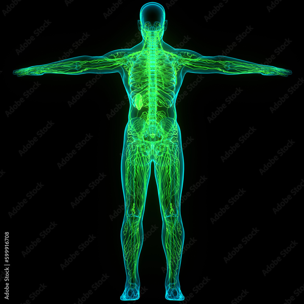 Human Internal System Lymph Nodes Anatomy の Stock イラスト | Adobe Stock