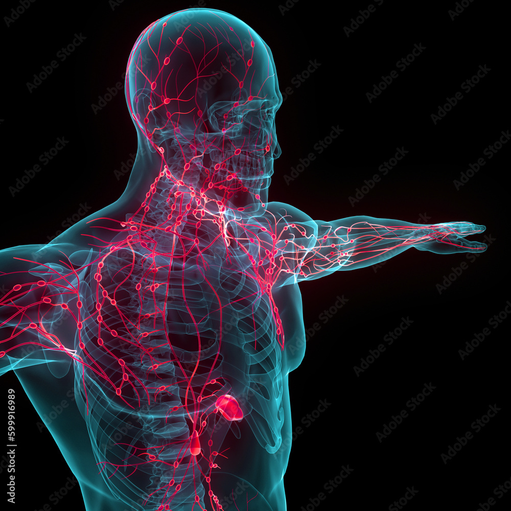 Human Internal System Lymph Nodes Anatomy Stock Illustration | Adobe Stock