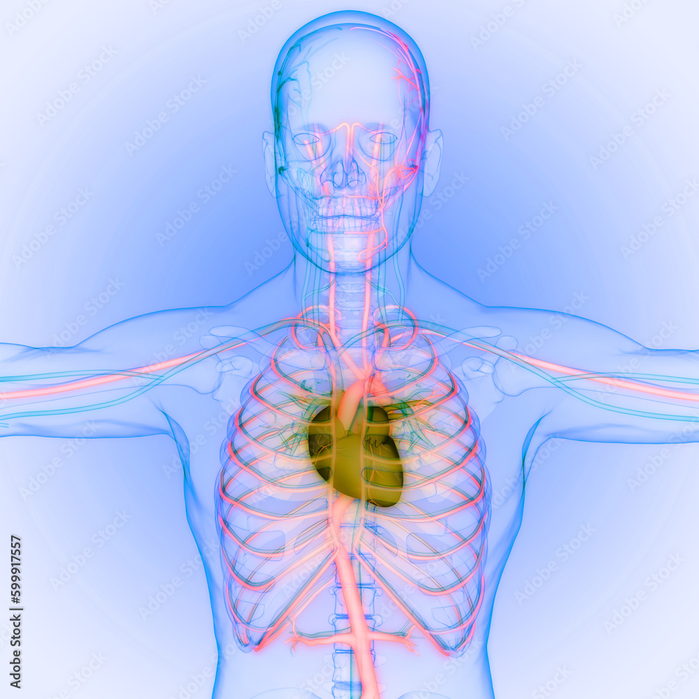 Human Circulatory System Heart Anatomy Stock Illustration | Adobe Stock