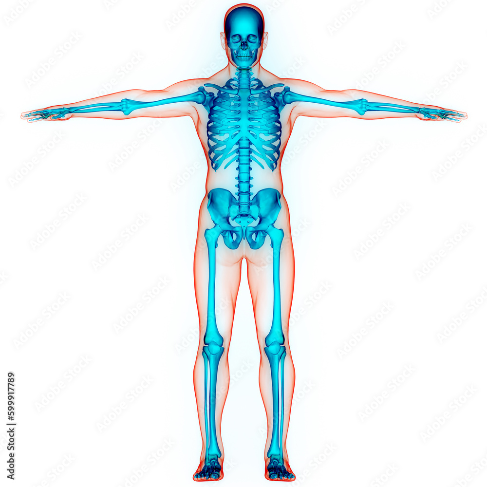 Human Skeleton System Bone Joints Anatomy Stock Illustration | Adobe Stock