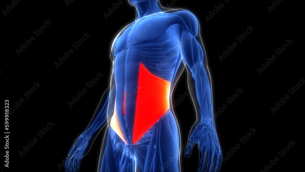 Human Muscular System Torso Muscles Internal Oblique Muscles Anatomy ...