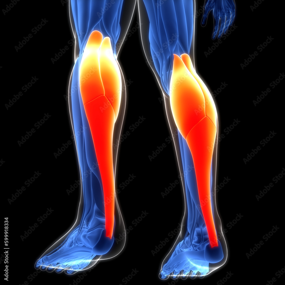 Human Muscular System Leg Muscles Gastrocnemius Muscles Anatomy Stock ...
