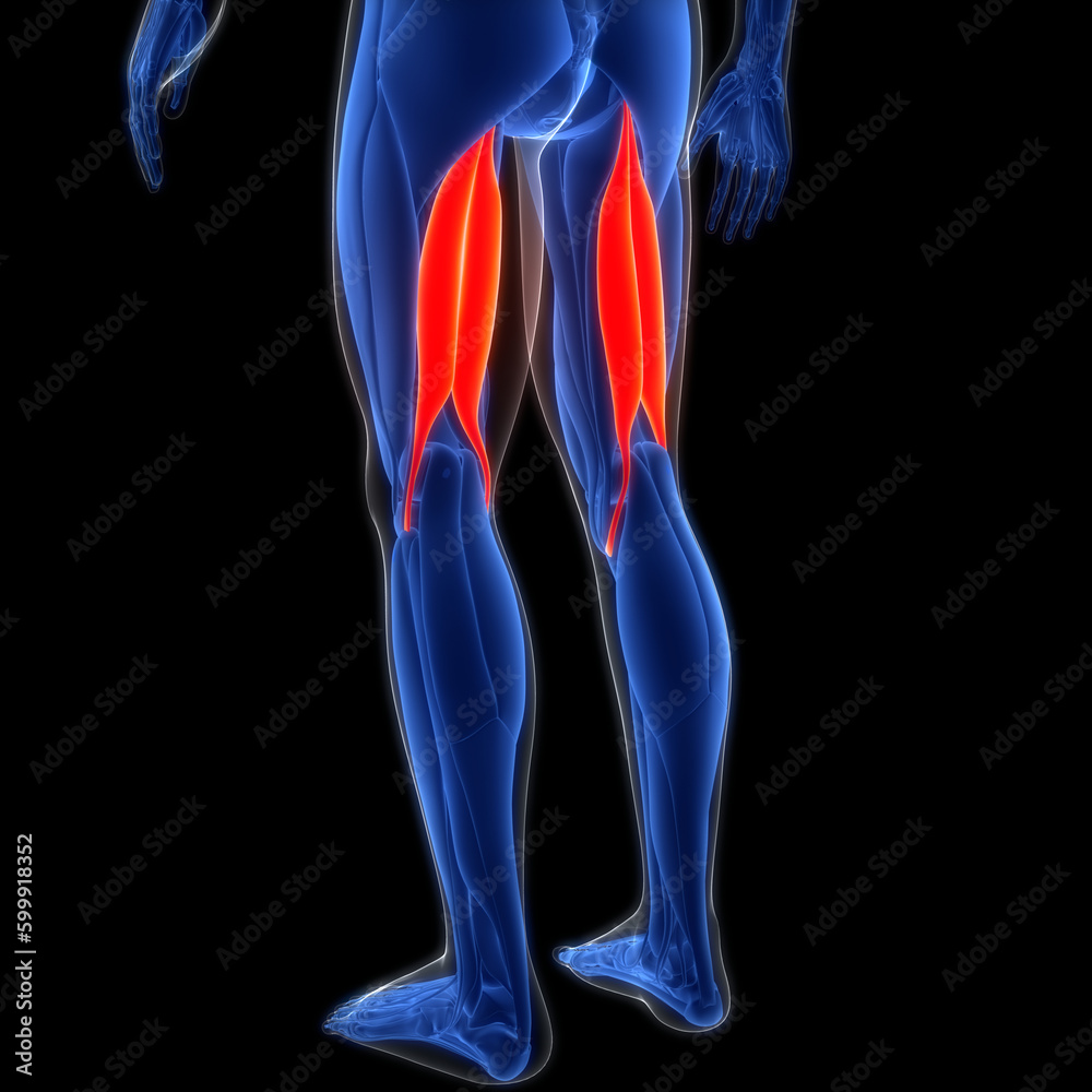 Illustration Stock Human Muscular System Leg Muscles Biceps Femoris ...