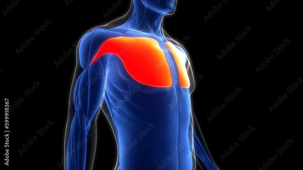 Human Muscular System Torso Muscles Pectoral Muscles Anatomy Stock ...