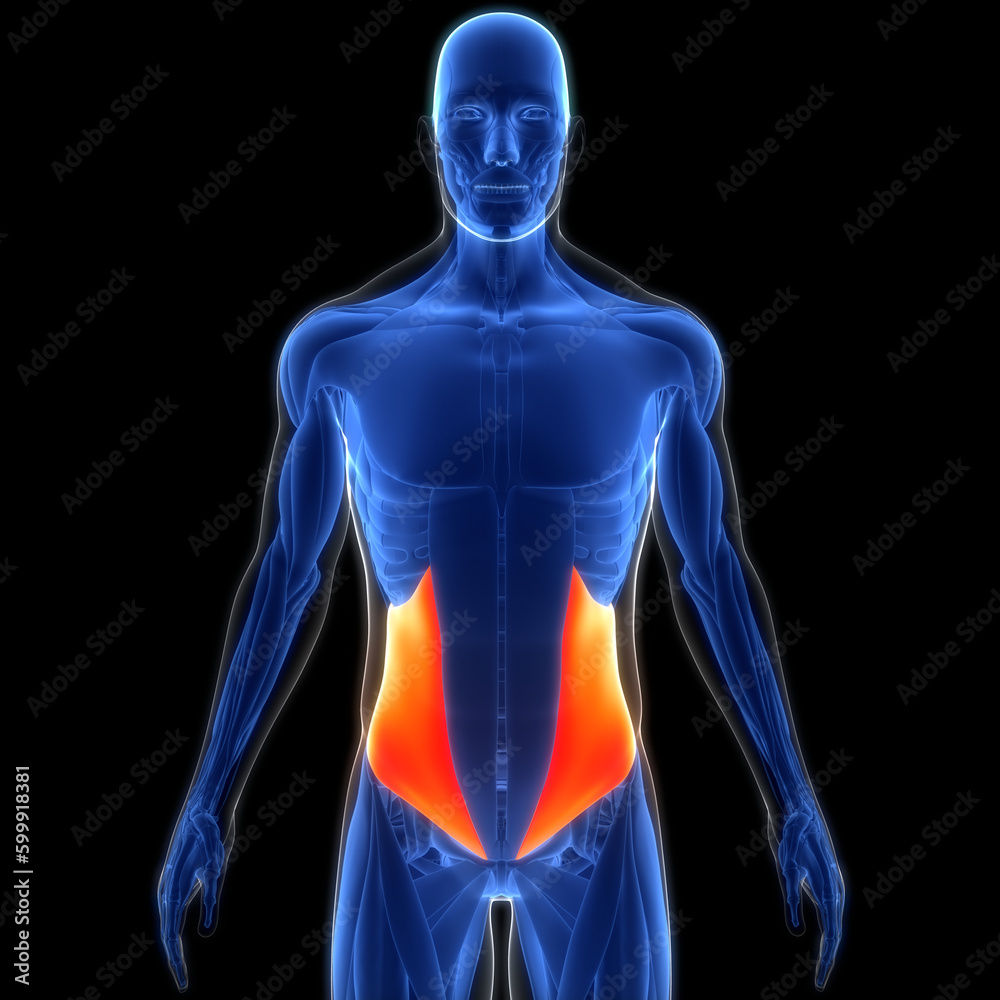 Human Muscular System Torso Muscles Internal Oblique Muscles Anatomy ...