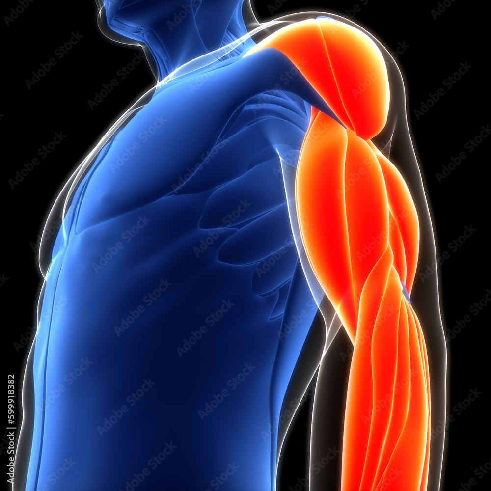 Human Muscular System Hand Muscles Anatomy Stock Illustration | Adobe Stock