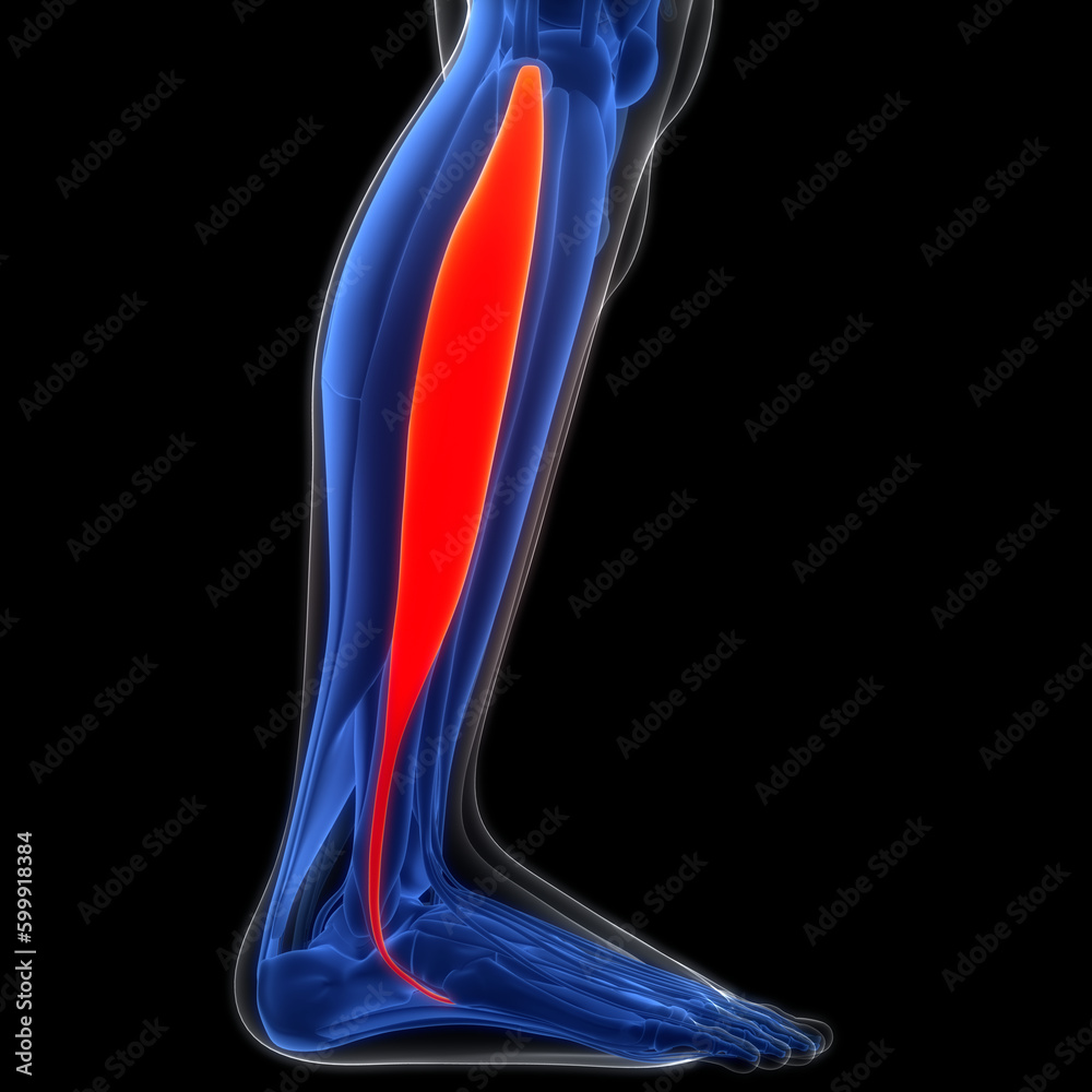 Ilustración de Stock Human Muscular System Leg Muscles Fibularis Longus ...