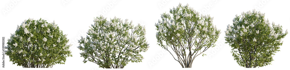 Lilac Syringa vulgaris bloom bush Yankee Doodle Belle de Nancy ...