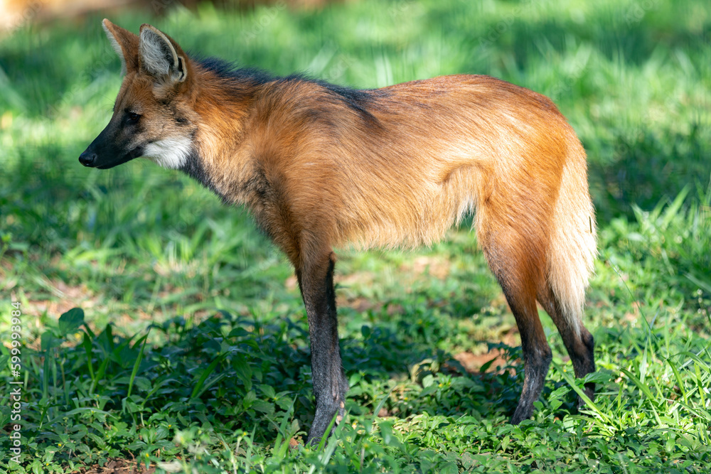 Guará wolf (Chrysocyon brachyurus) one of the rarest wolves in the ...