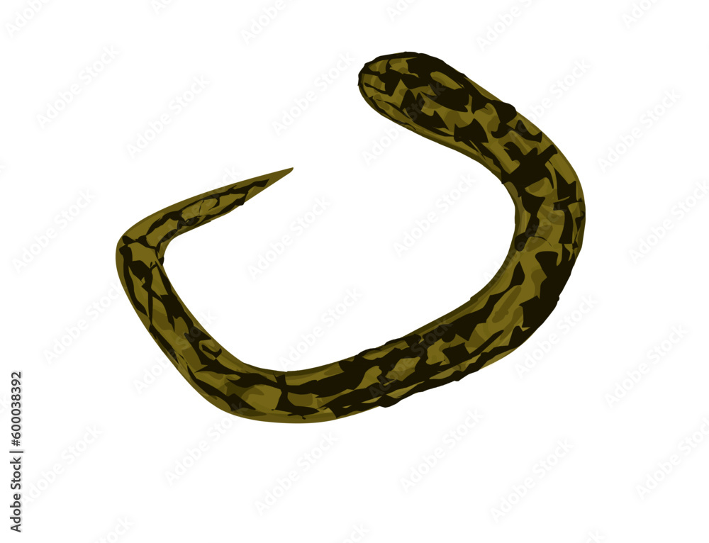 vector illustration of Strongyloides stercoralis (thread worm) and ...