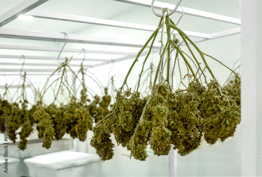 Weed Plants Hang Upside Down to Dry at science lab for oil seeding for ...