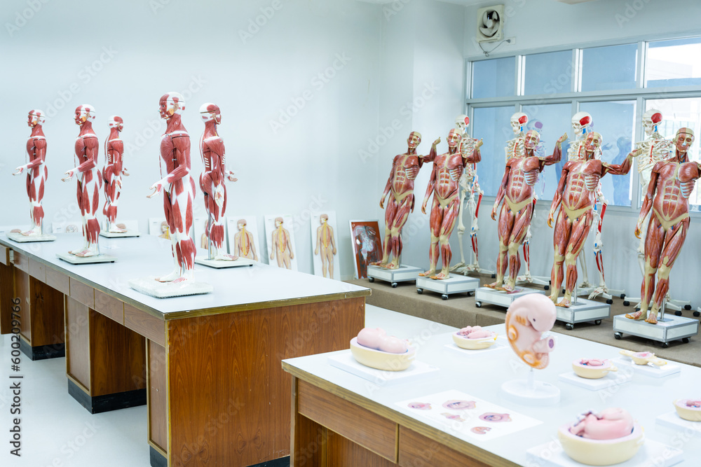Anatomy model in anatomy classroom at medical school.Science laboratory ...
