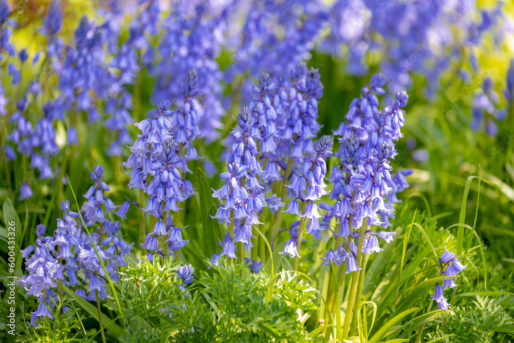 Selective focus of Spanish bluebell flowers, Hyacinthoides hispanica ...