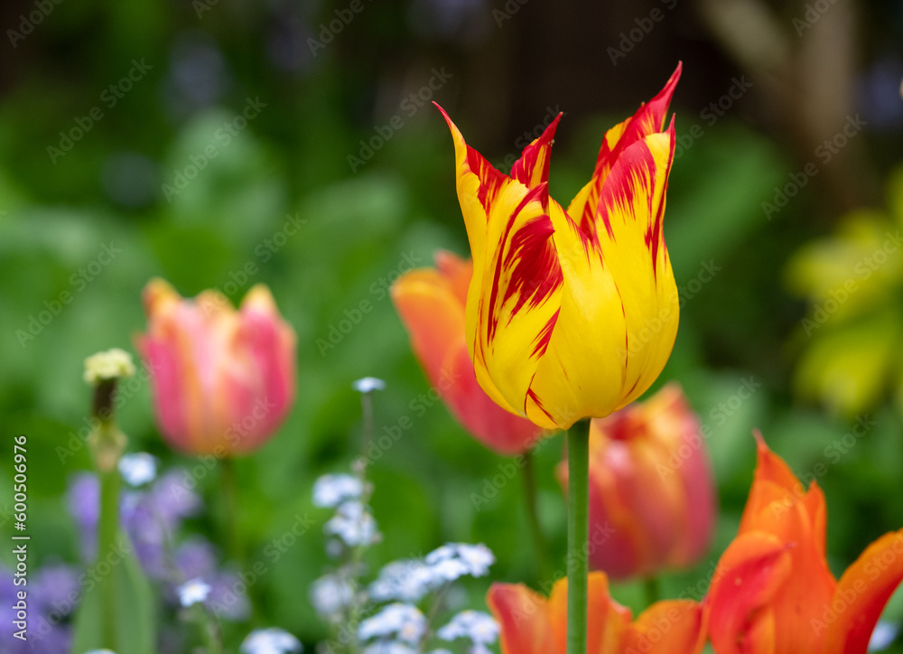 Colourful tulips in spring, amongst other plants, shrubs and greenery ...