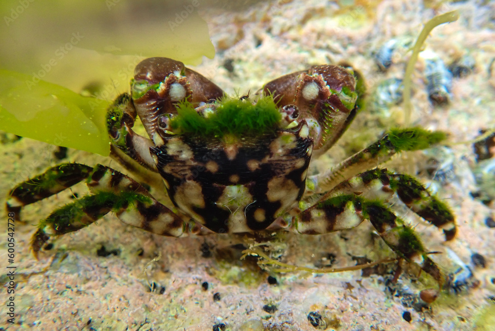 Crab, channel clinging crab, reef spider crab or coral crab (Mithrax ...