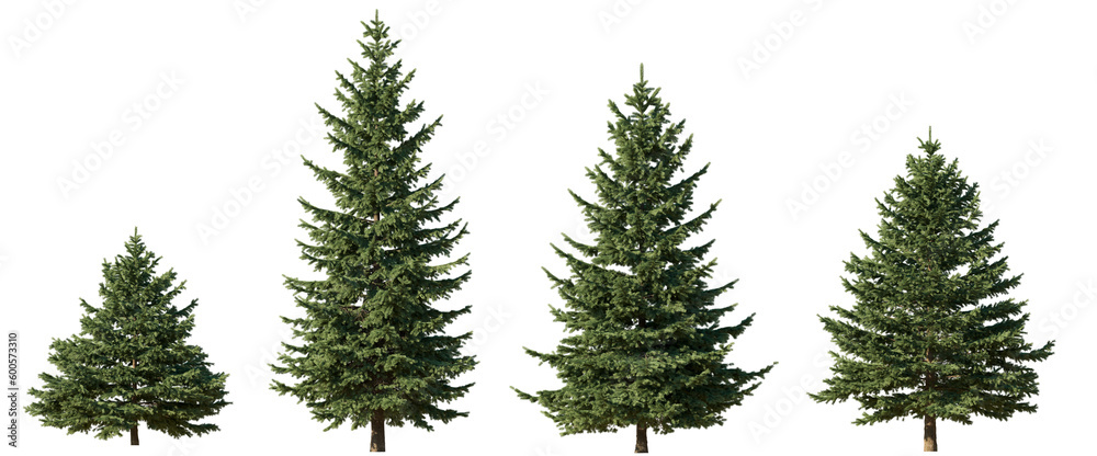 Picea pungens colorado blue green spruce evergreen pinaceae needled ...