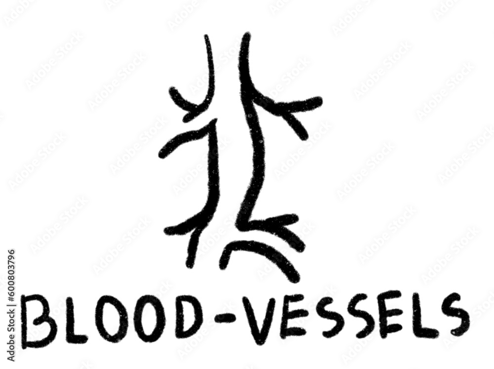 line drawing icon symbols internal organs Medical blood-vessel Stock ...