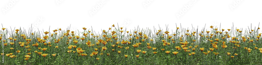 Evergreen flowers and grass field in nature, Flowres on garden in ...