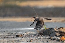 Mockingbird On Ground Close-up Free Stock Photo - Public Domain Pictures