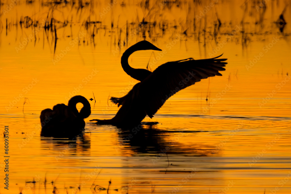 Sunset Silhouette. Trumpeter Swan (Cygnus buccinator) stretching wings ...