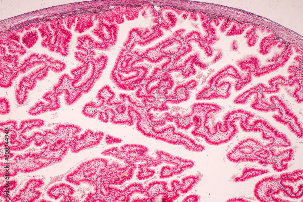 Histological Uterus human, Uterine tube human, Placenta human and ...