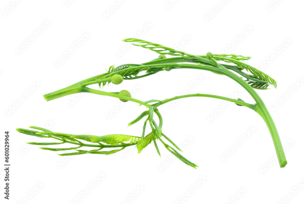 Leucaena an isolated transparent png Stock Photo | Adobe Stock