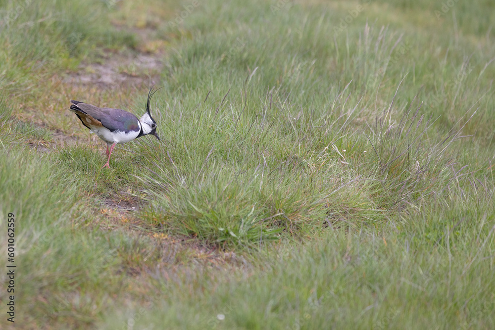 Northern Lapwing a handsome and striking large wader (shorebird) with ...