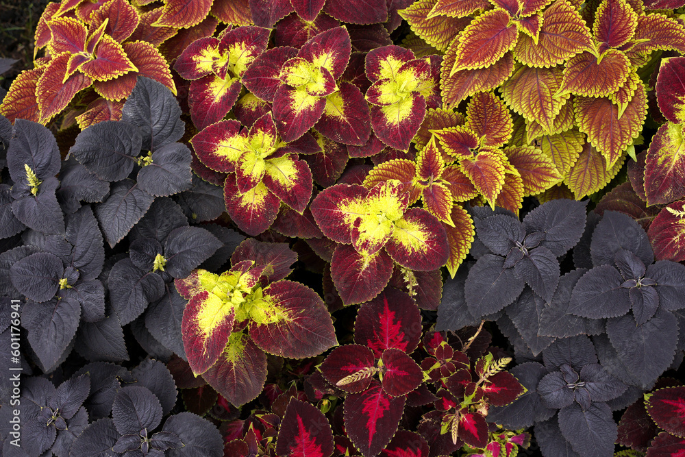 Natural different Types of Coleus Cultivars Stock Photo | Adobe Stock