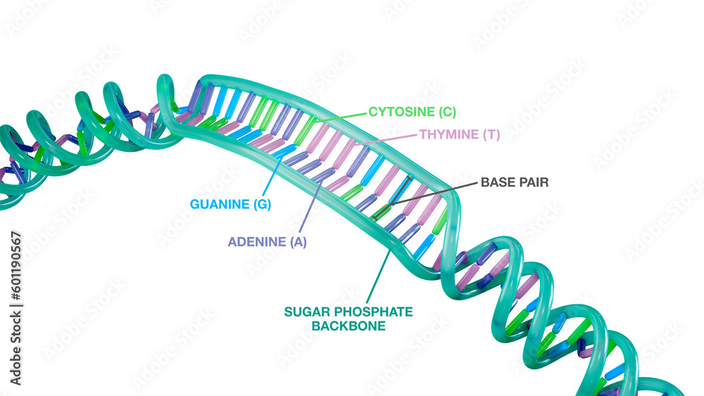 DNA molecule, colorful dna helix, partly unwind with labels: nucleotide ...