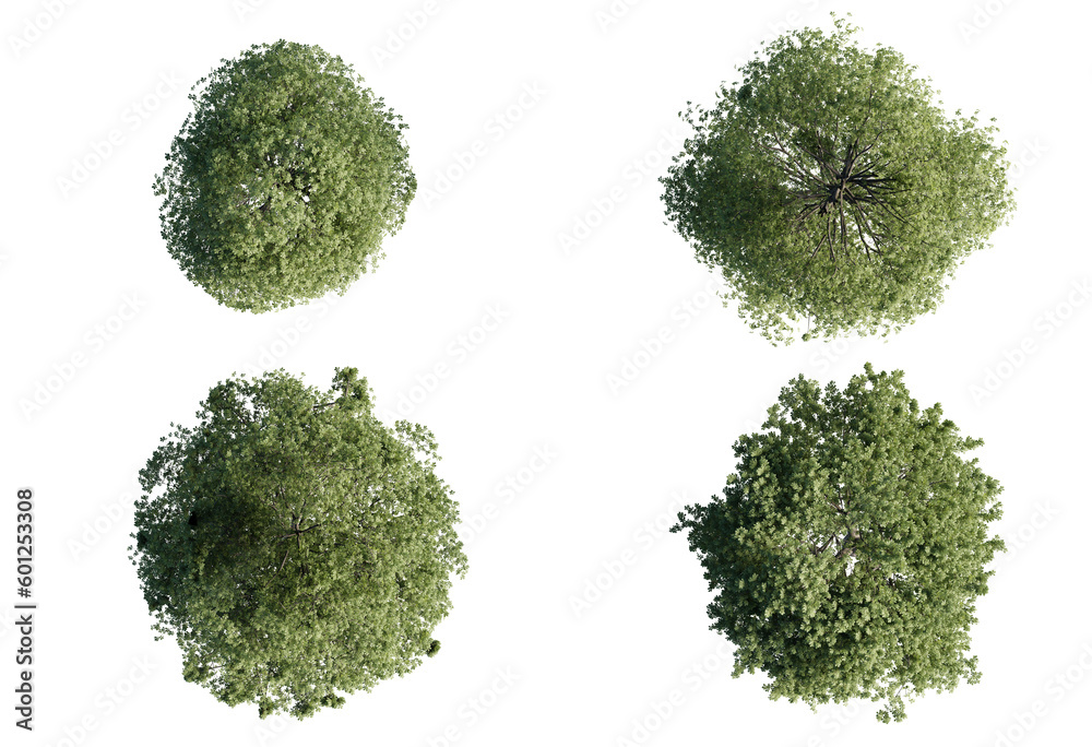 Acer Hippocastanum tree cutout png top view Stock Illustration | Adobe ...