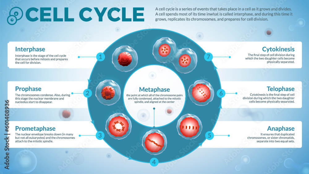 Exploring the Stages of the Cell Cycle: A Microbiological Journey ...
