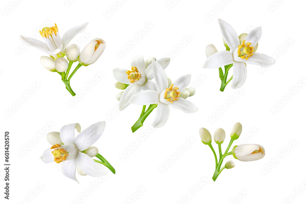 Neroli white flowers and buds set isolated transparent png. Citrus ...