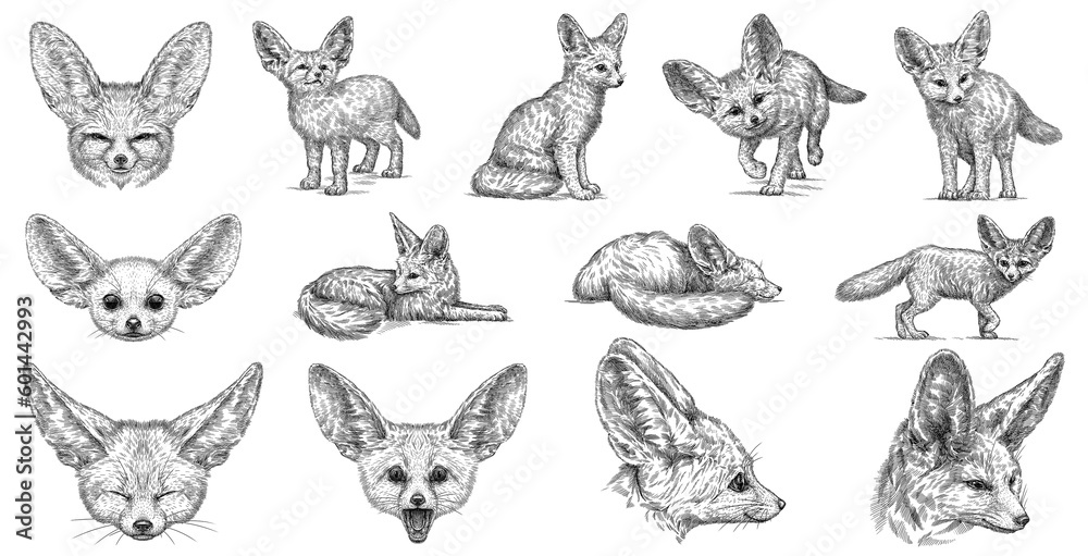 Vintage engraving isolated fennec set illustration ink sketch. Fox ...