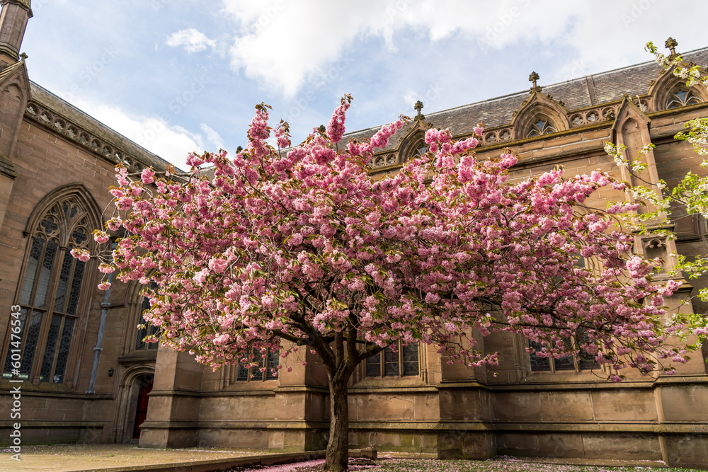 crab tree in magnificient flower in front of dundees city centre ...