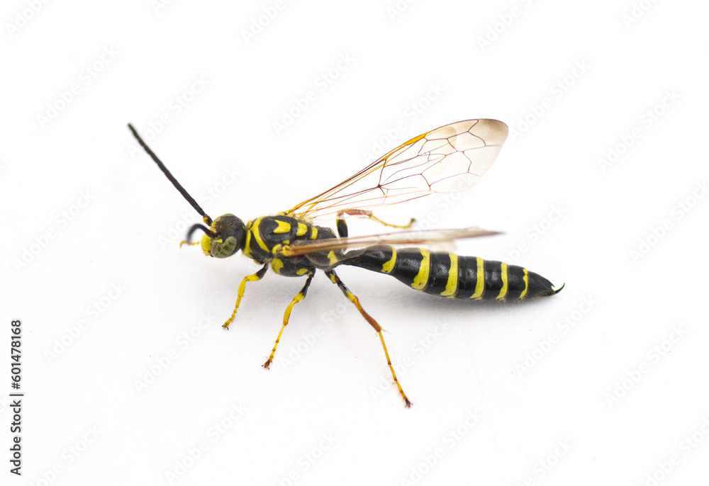 black and yellow wasp - Myzinum maculatum - male isolated on white ...